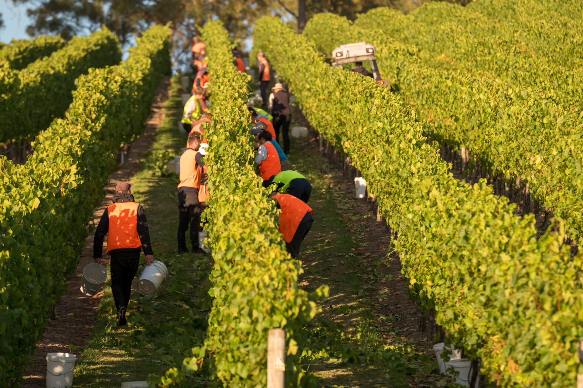 HM Origins | Australia's Leaders in Labour Hire for Farmers